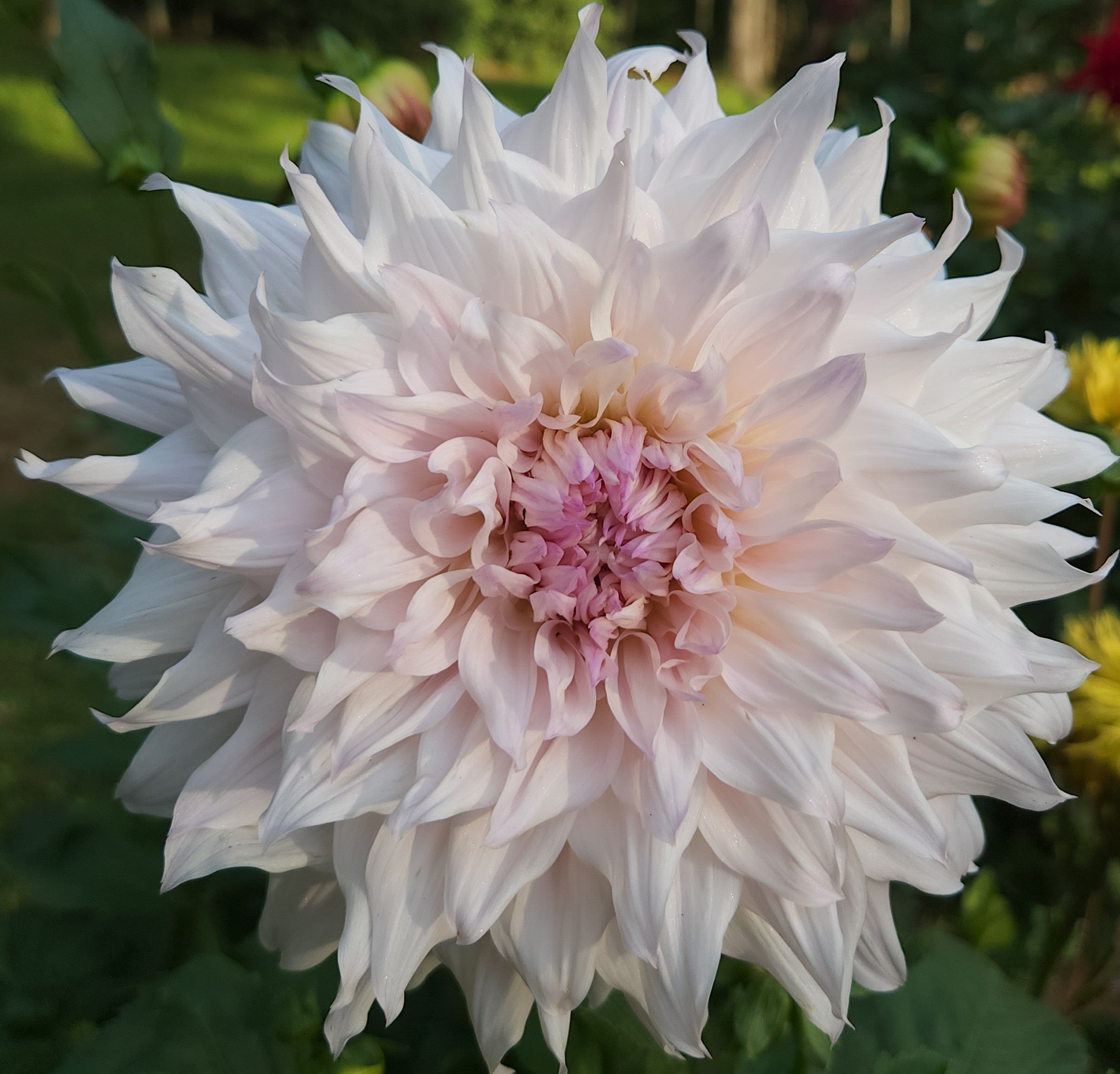 Shiloh Noelle | Meadowpoint Dahlias