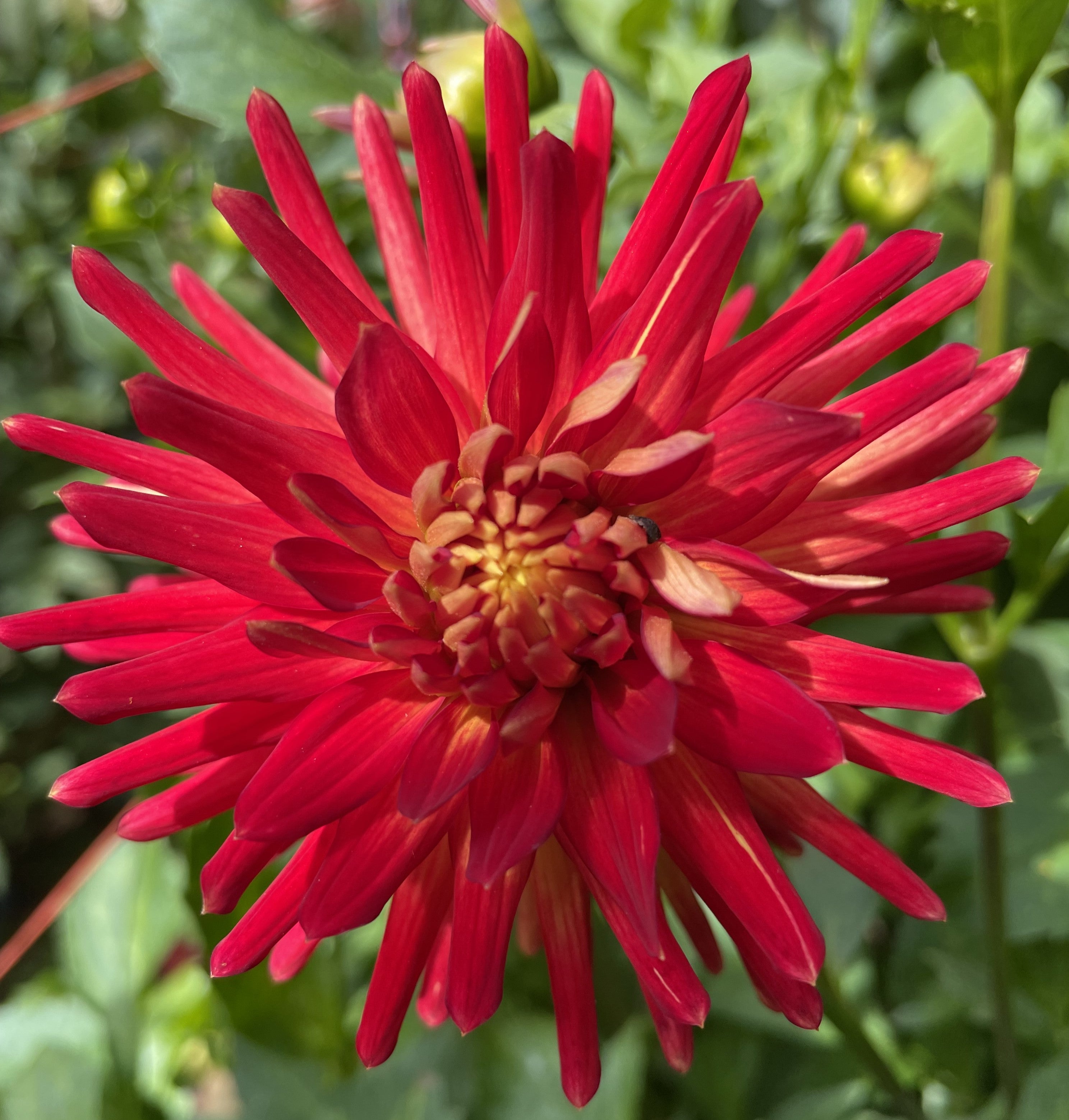Bloomquist Carol Ann | Meadowpoint Dahlias