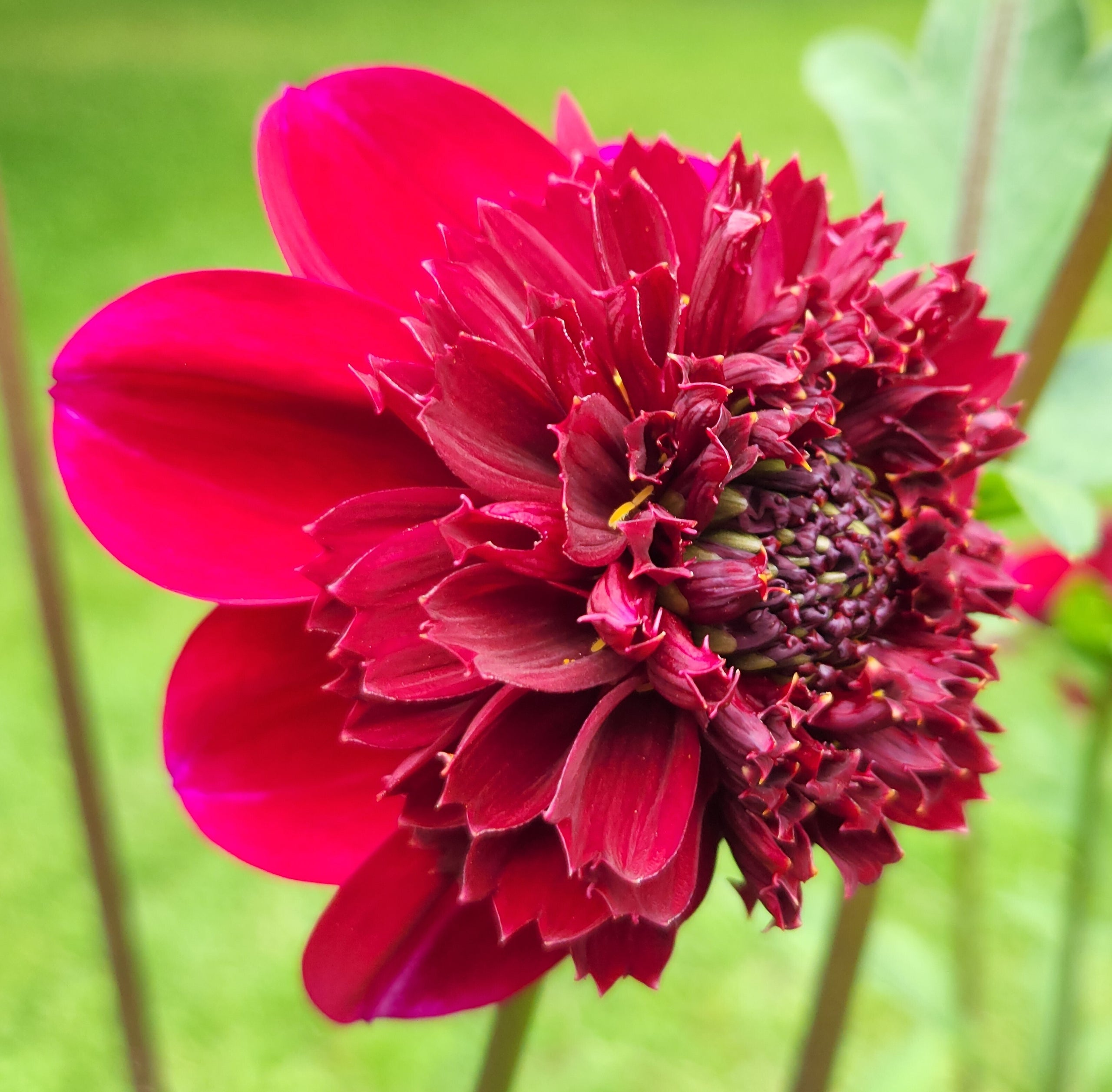 Rock Star | Meadowpoint Dahlias