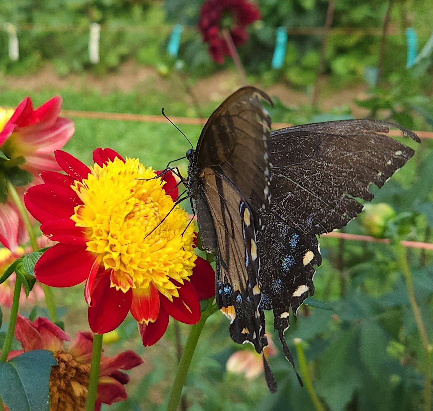 Alpen Fury | Meadowpoint Dahlias