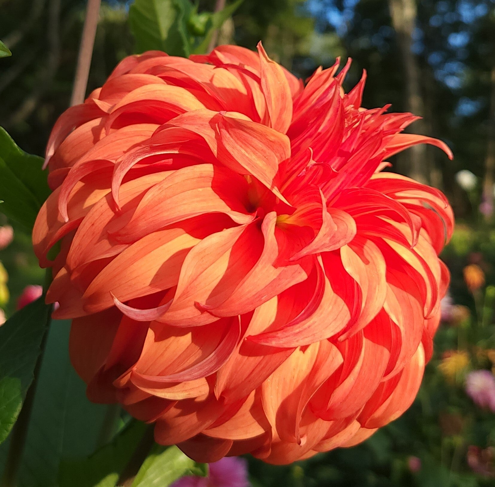 Bloomquist Jean | Meadowpoint Dahlias
