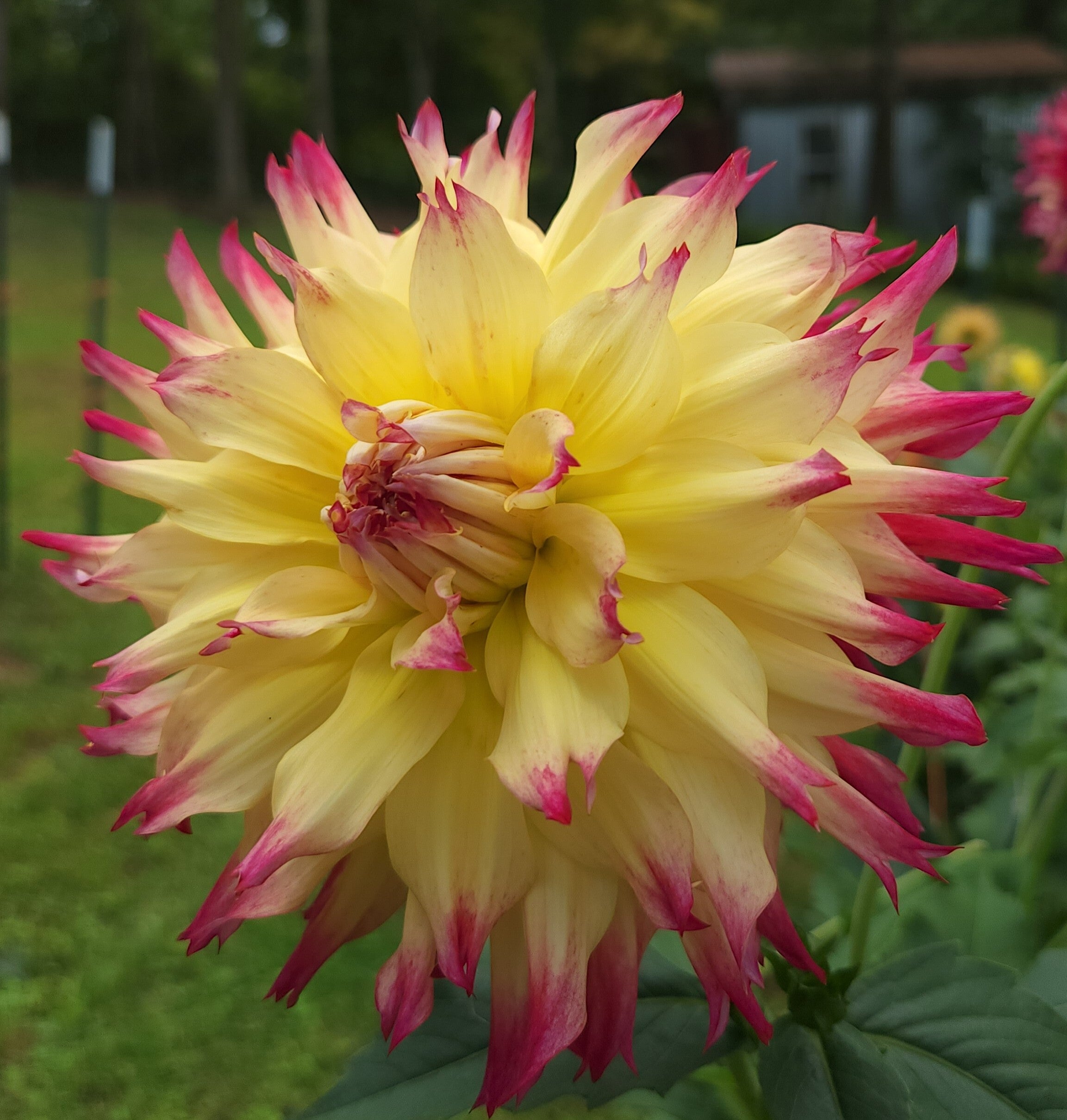 Bloomquist Calming | Meadowpoint Dahlias
