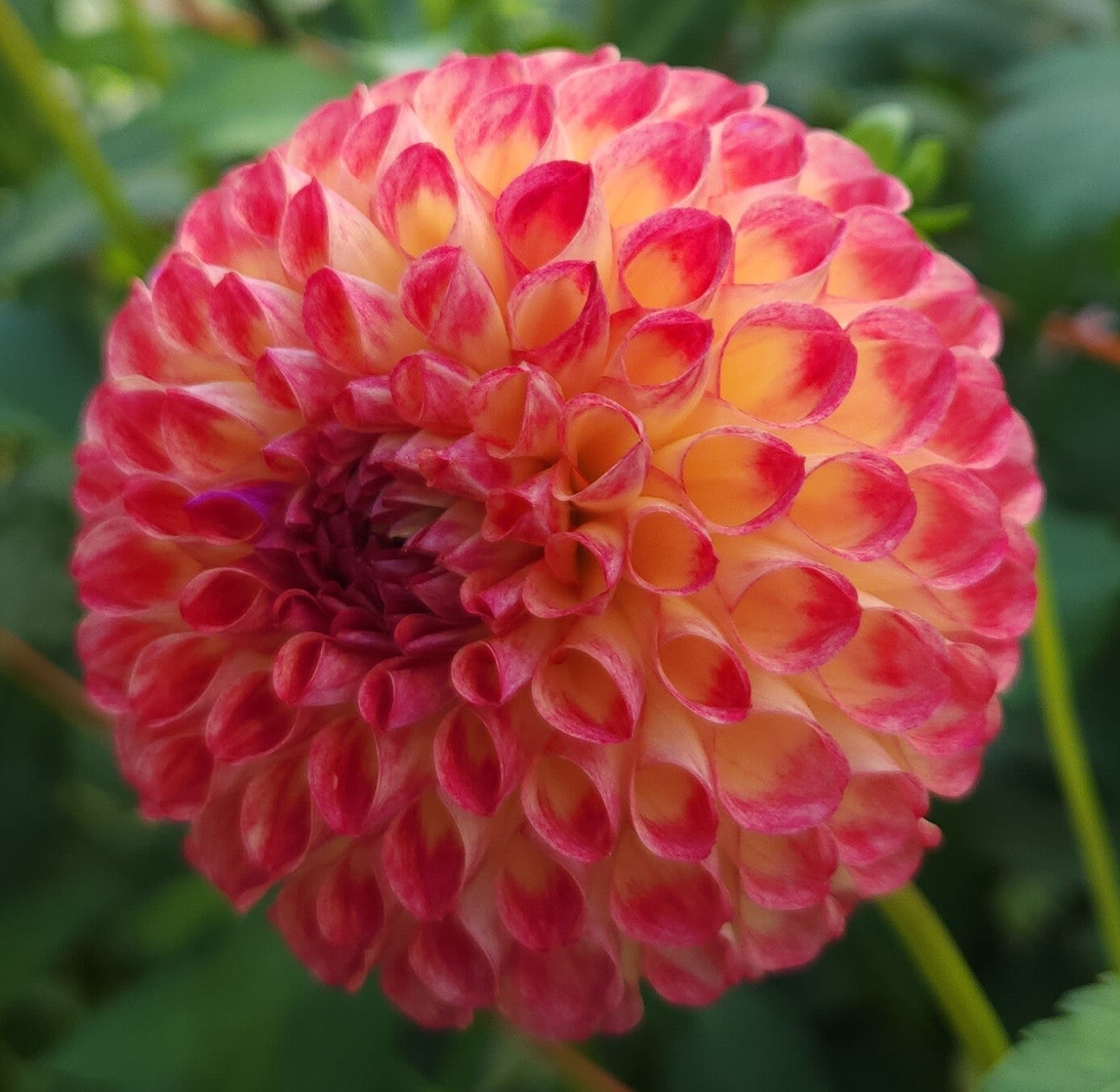 Camano Mordor | Meadowpoint Dahlias