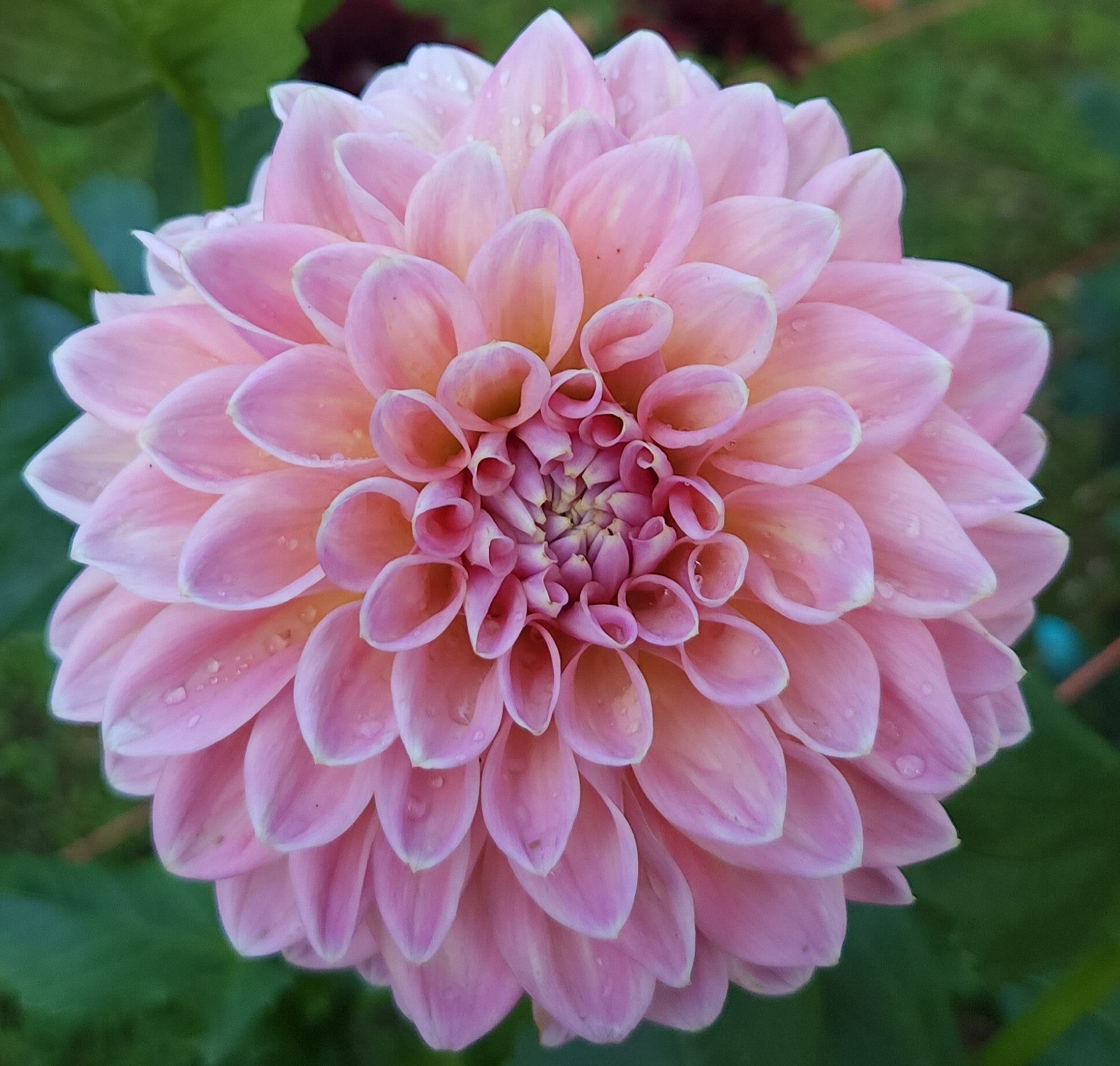 Castle Drive Meadowpoint Dahlias