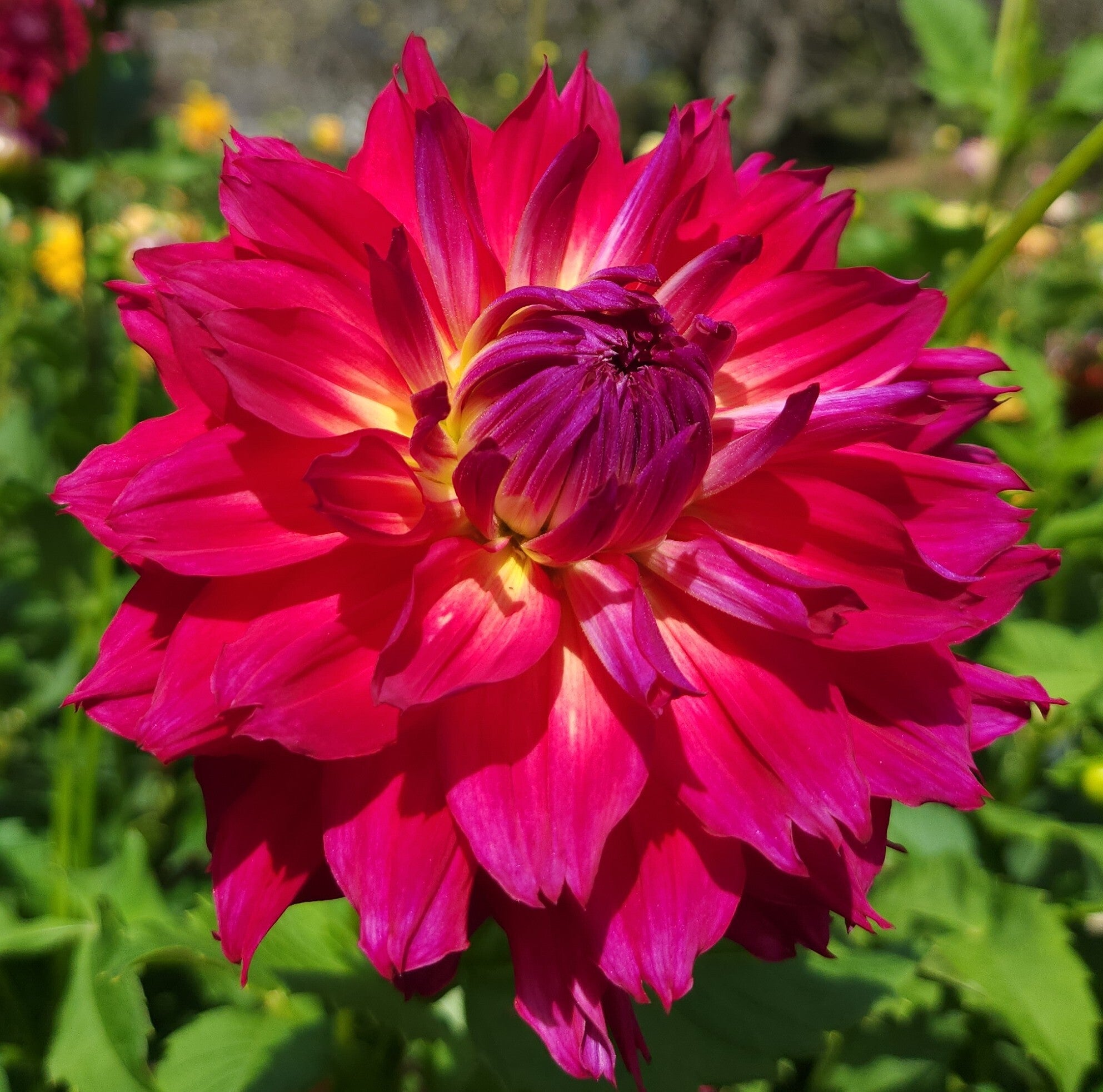 Elks Lips on Fire | Meadowpoint Dahlias