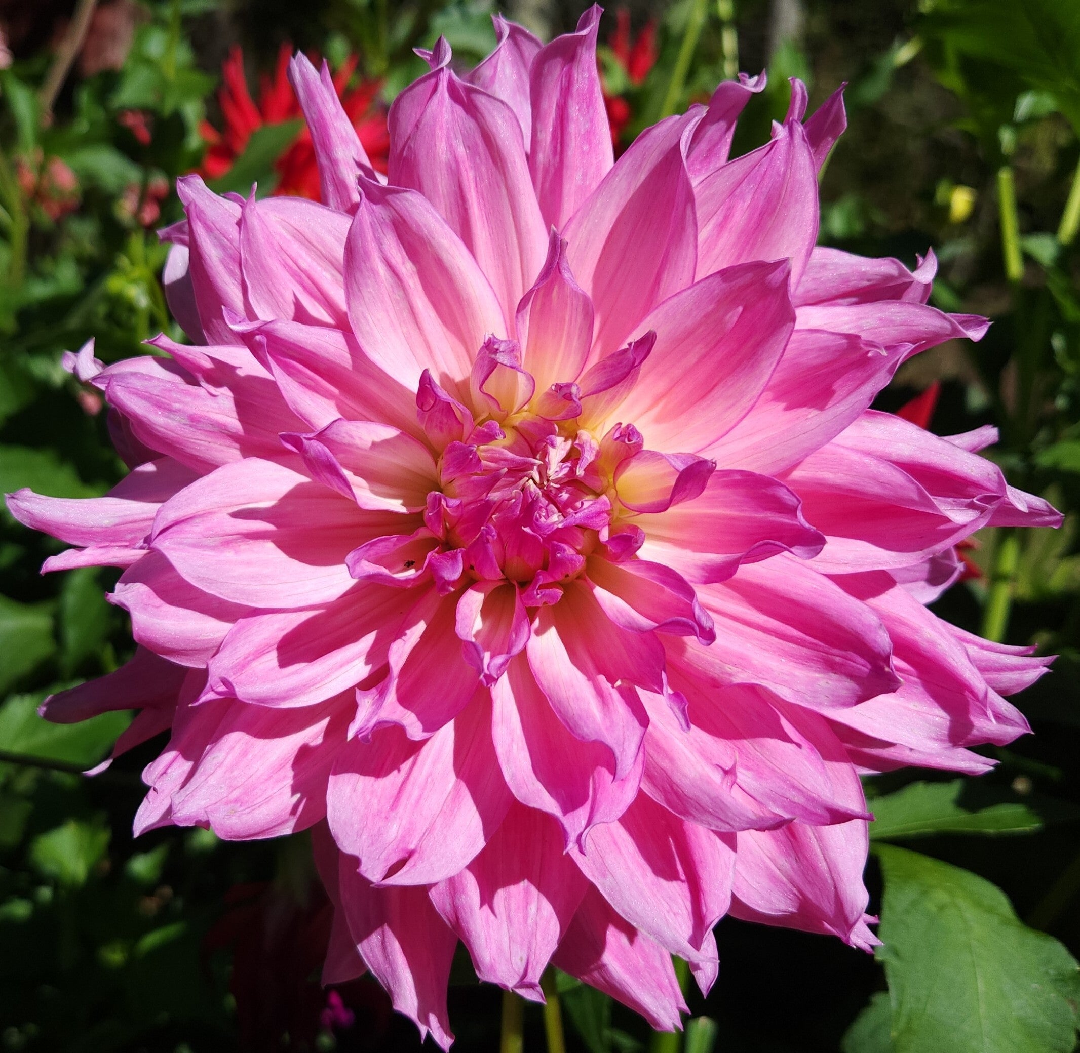 Helen Richmond Meadowpoint Dahlias
