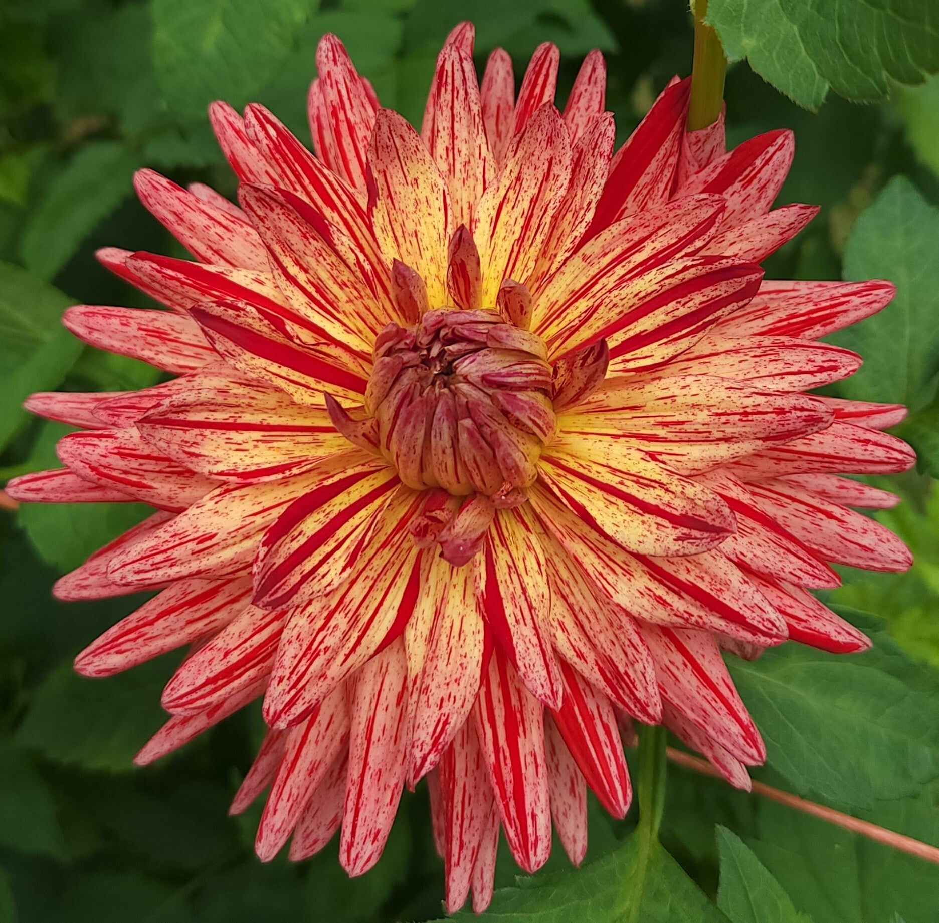 Hollyhill Dragonfire | Meadowpoint Dahlias