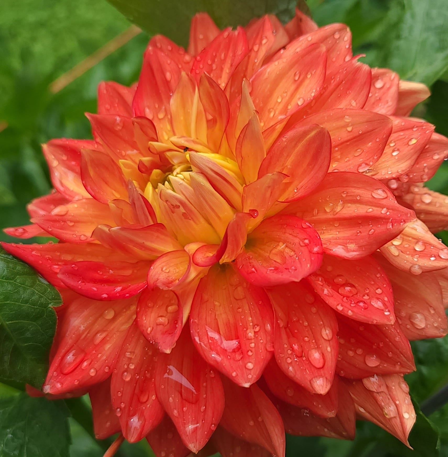 Neon Splendor | Meadowpoint Dahlias