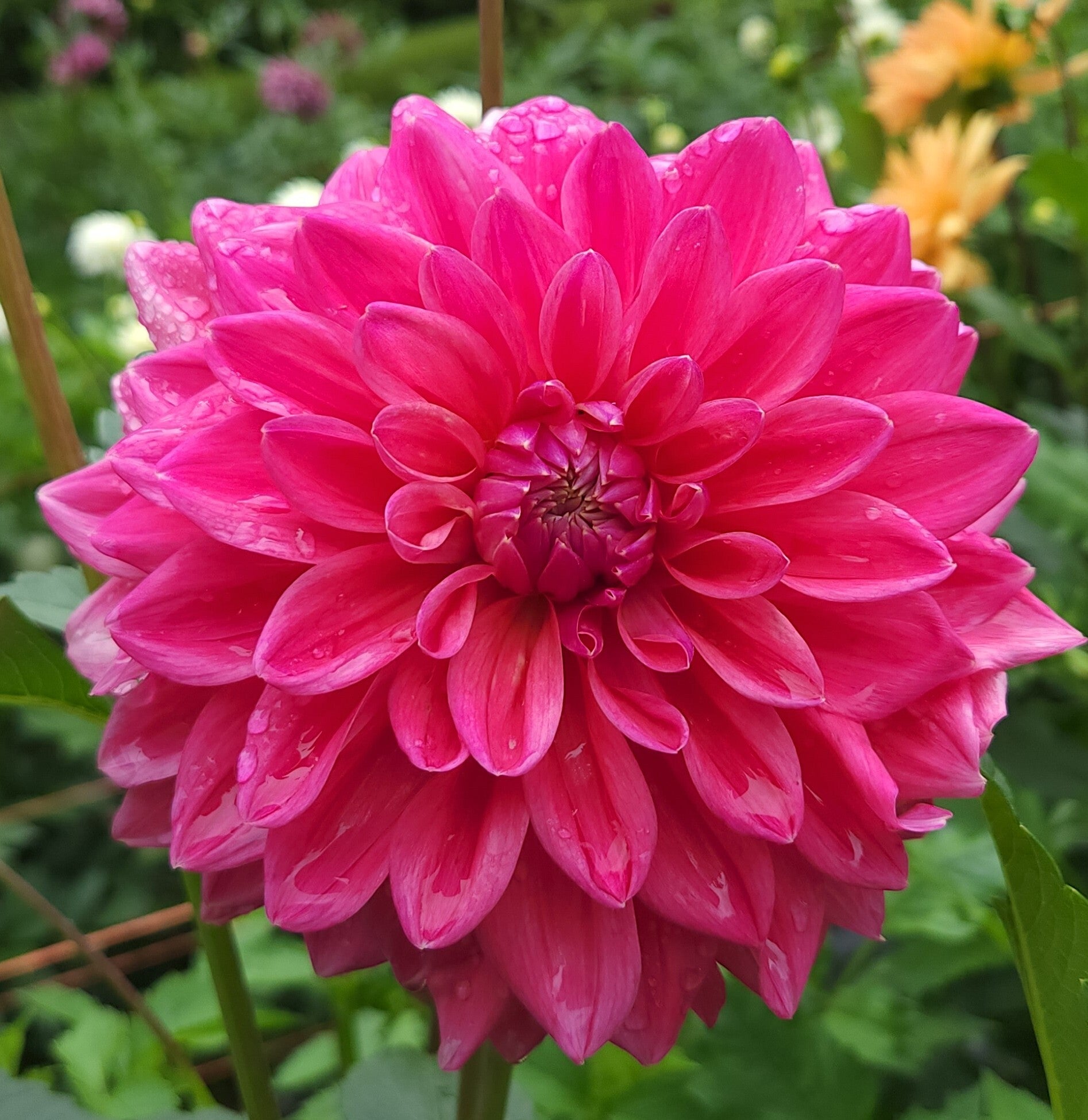 Scaur Swinton | Meadowpoint Dahlias