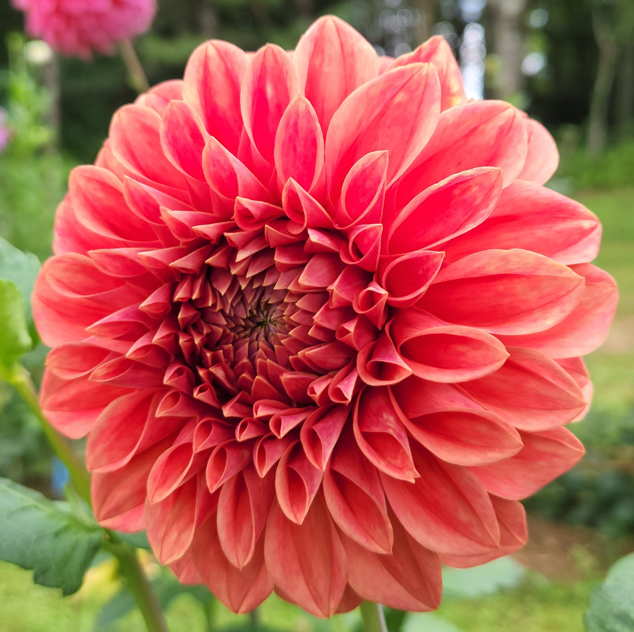 Sylvia Craig Hunter | Meadowpoint Dahlias