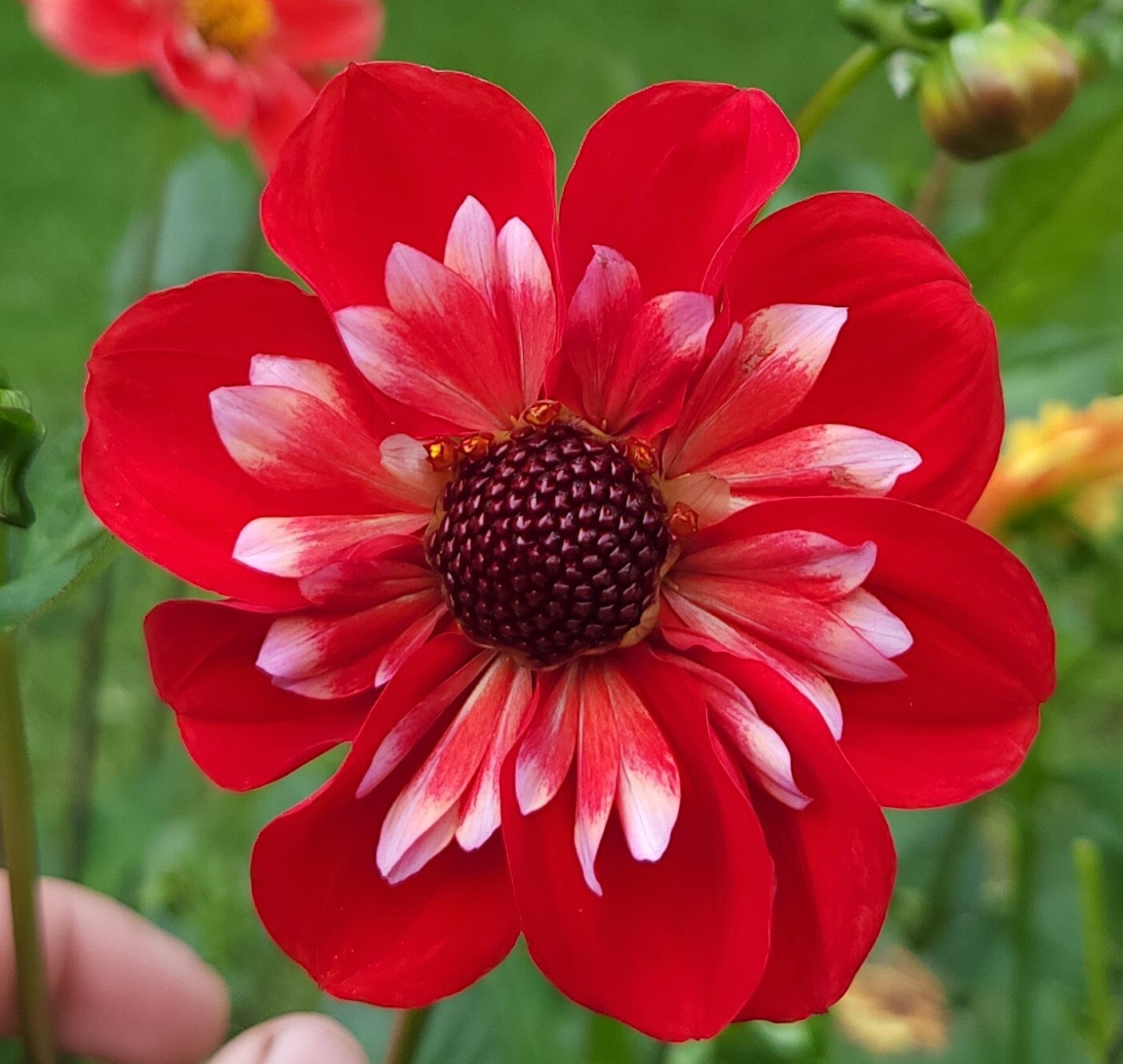 Angel Rowyn | Meadowpoint Dahlias