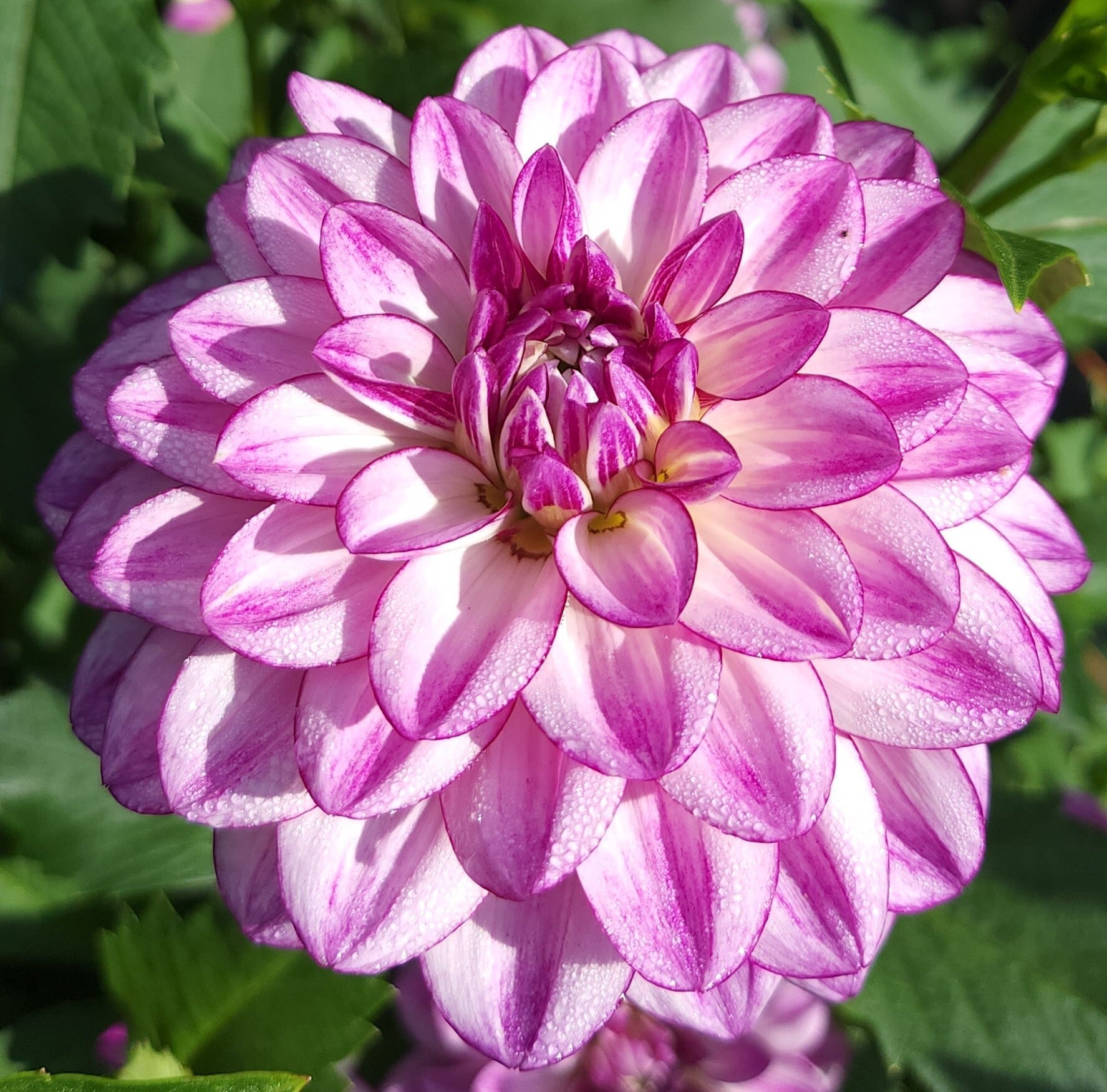 blue-bell-meadowpoint-dahlias
