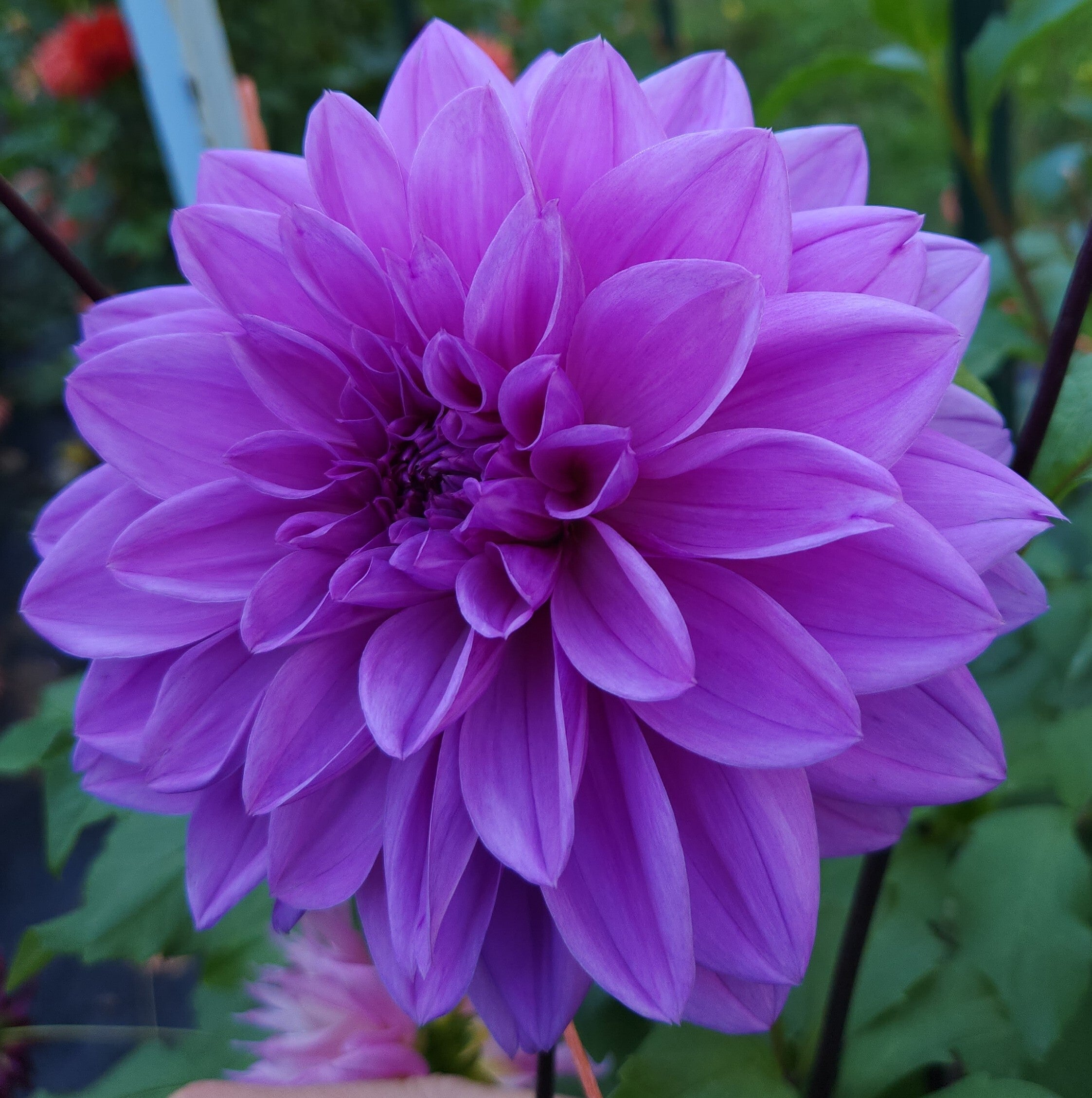 Lilac Time | Meadowpoint Dahlias