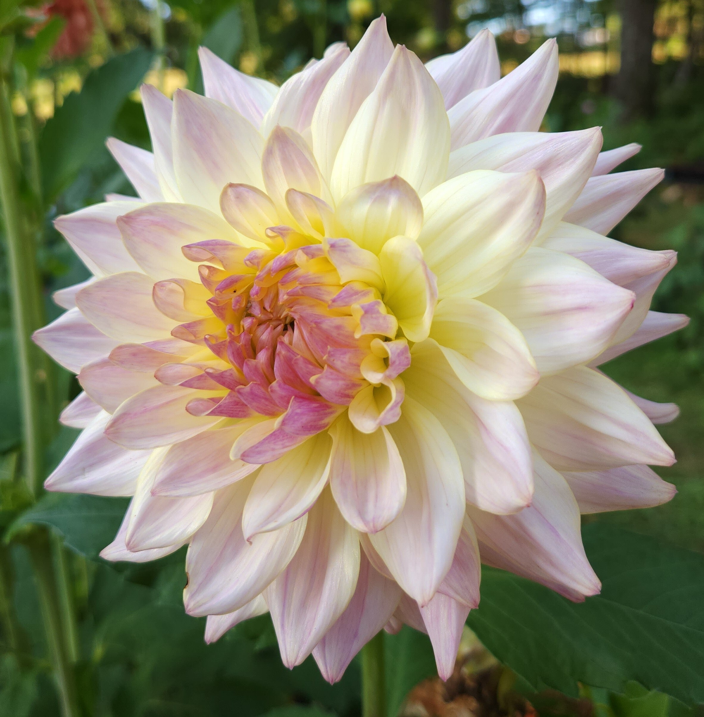 Netherton Cindy | Meadowpoint Dahlias