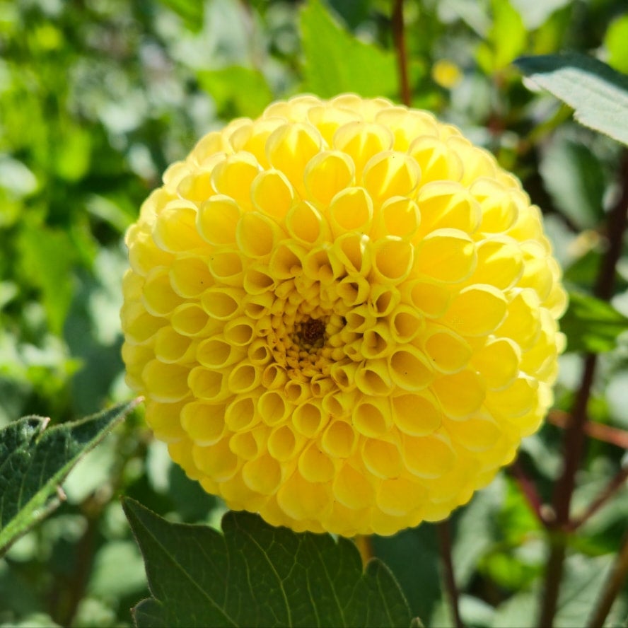 Bloomquist Peaceful | Meadowpoint Dahlias